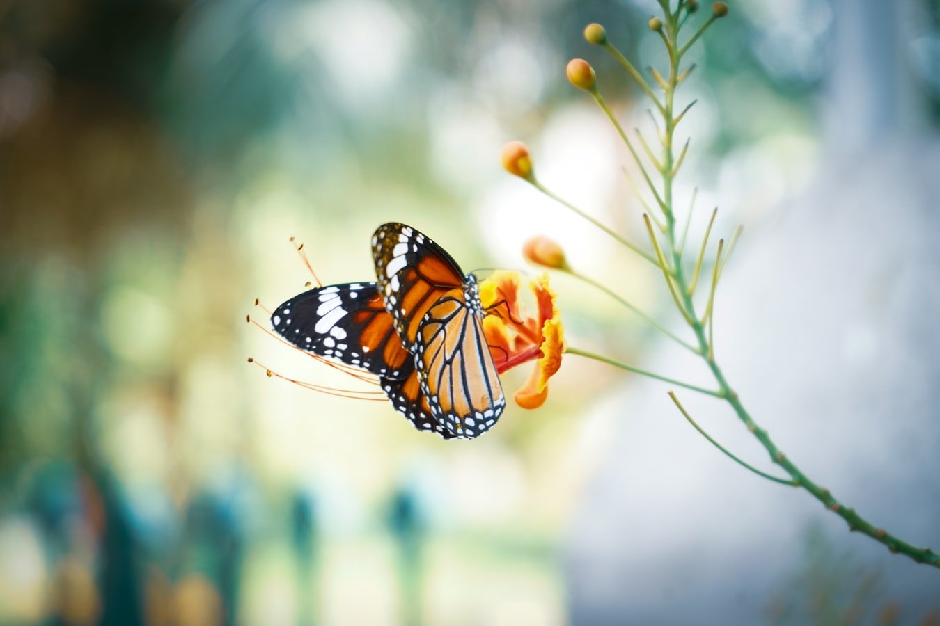 The Butterfly Effect: Building Trust in Society | All The More ...